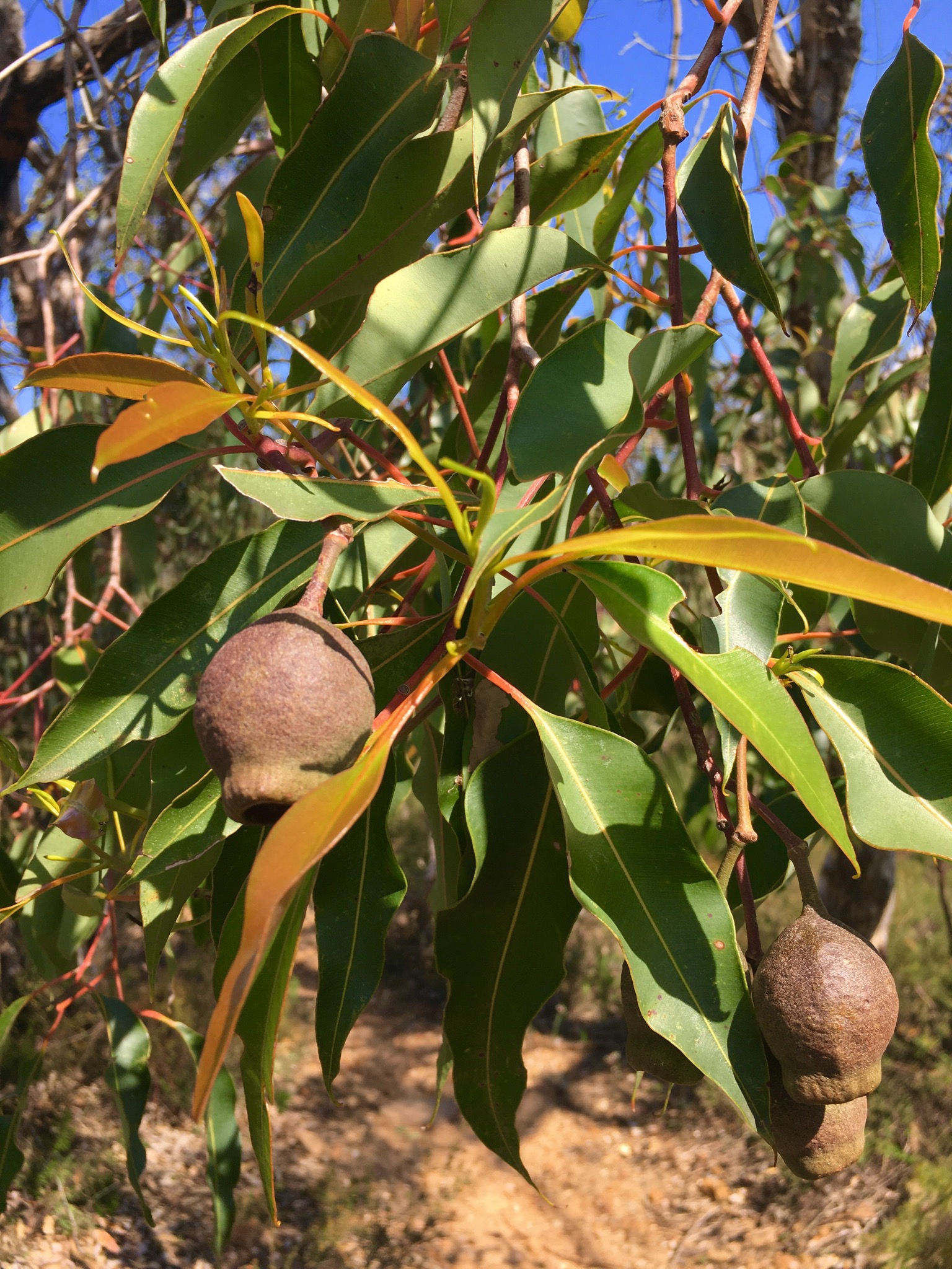 Eagle View Trail – John Forrest National Park – AmblingRose